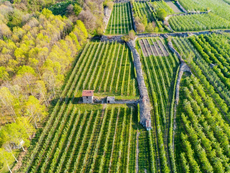 Apple orchard in spring stock photo. Image of apple - 182822226