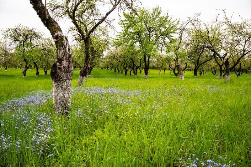 Apple orchard in spring stock photo. Image of overcast - 247892862