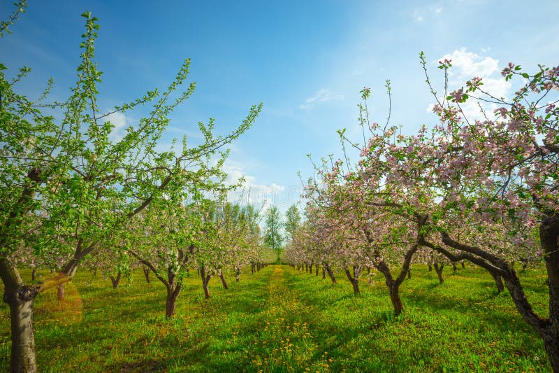 Apple Orchard in Spring, Apple Trees in Bloom Stock Photo - Image of ...