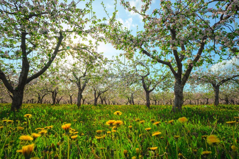 Apple Orchard in Spring, Apple Trees in Bloom Stock Photo - Image of ...
