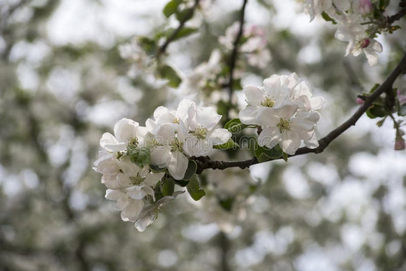 Apple Orchard in Spring. the Blooming Trees . Stock Photo - Image of ...