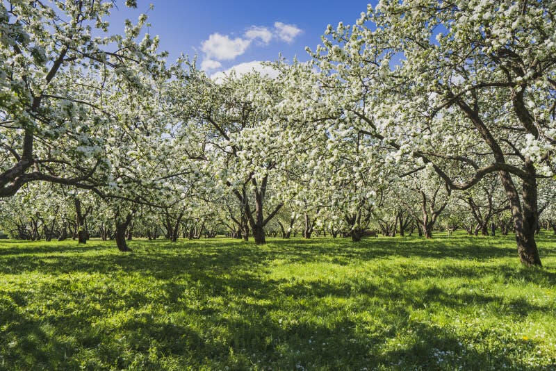 Apple orchard in spring. stock photo. Image of flower - 116396030