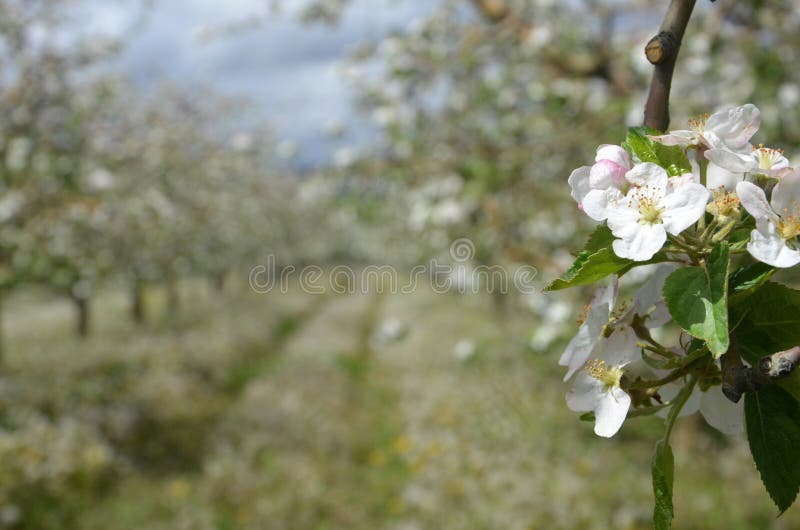 Apple orchard in spring stock image. Image of beautiful - 40177863
