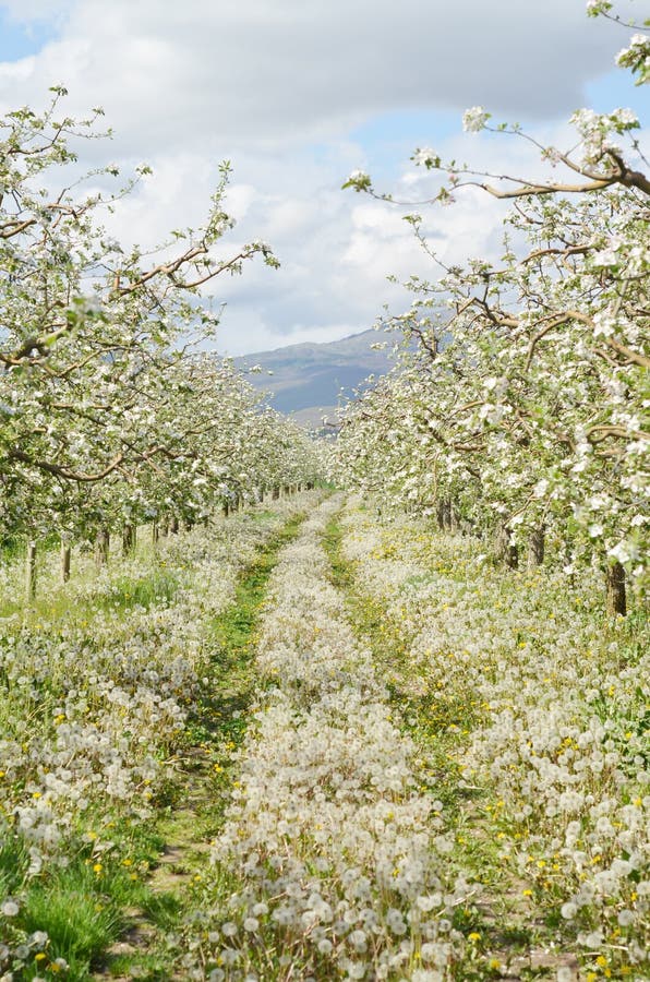 Apple orchard in spring stock photo. Image of details - 40177864