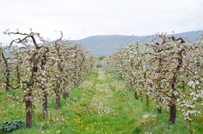 Apple orchard in spring stock photo. Image of bloom, details - 40177914