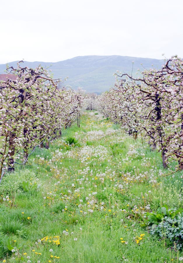 Blossoming apple orchard stock image. Image of dandelion - 24314551