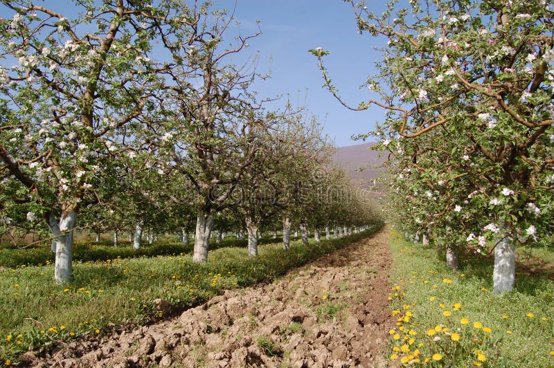 Apple orchard in spring stock image. Image of blossoming - 43357883