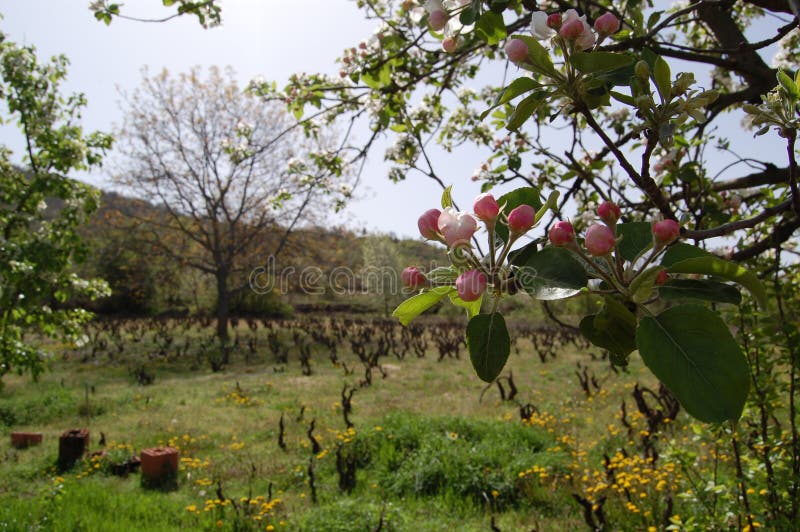 Apple orchard in spring stock image. Image of blossoming - 43357943