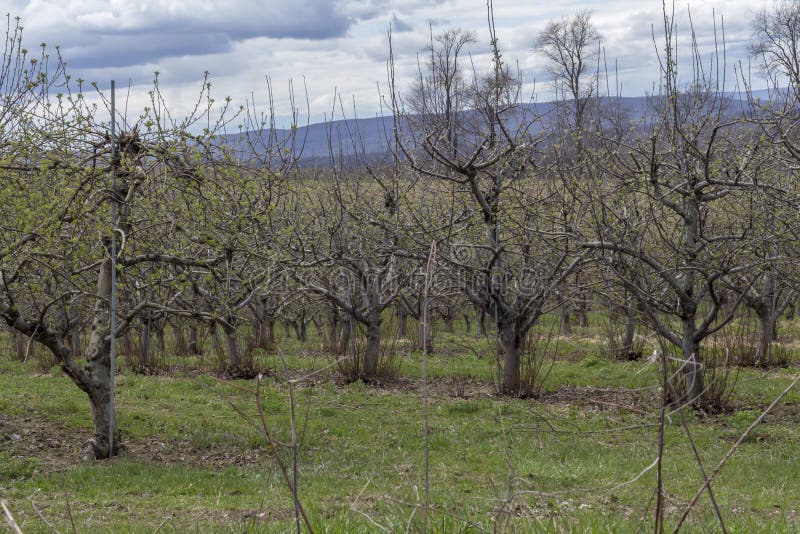 Apple Orchard Spring stock image. Image of green, mountains - 54092135
