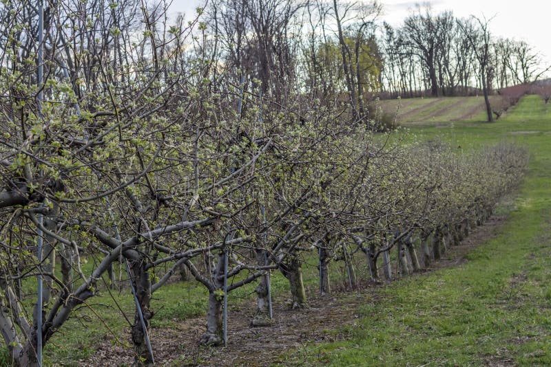 Apple Orchard Spring stock photo. Image of orchard, seasonal - 54092154