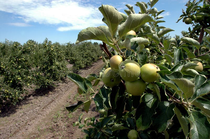Apple orchard stock image. Image of green, cultivate - 31416641