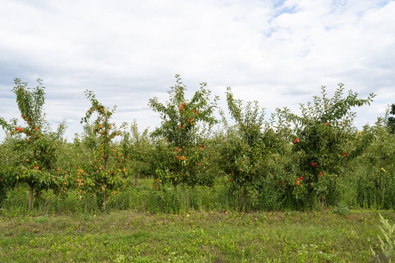 Apple Orchard on a Sunny Day Stock Photo - Image of sunny, growth ...