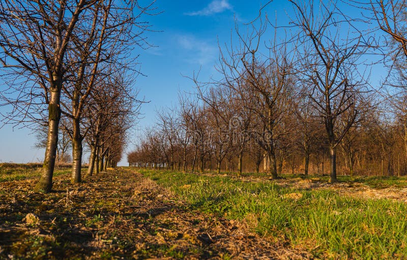 Apple Orchard during a Sunny Day in Early Spring with Buds Emerging ...