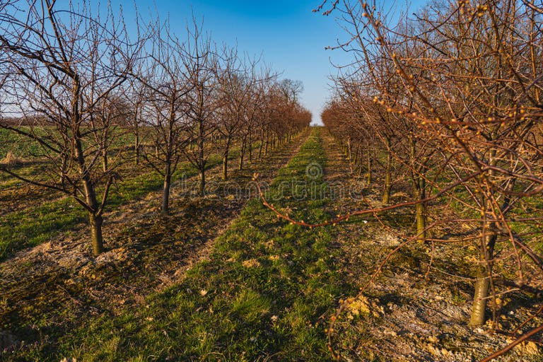 Apple Orchard during a Sunny Day in Early Spring with Buds Emerging ...