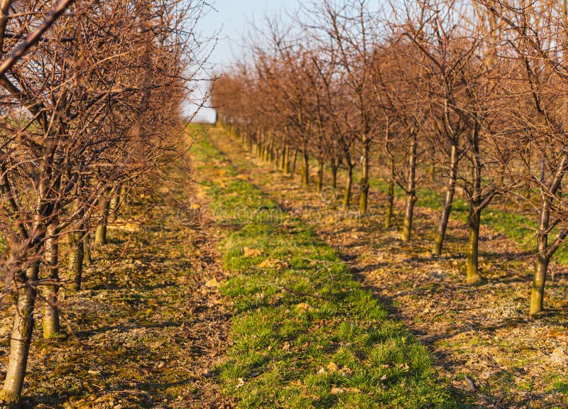 Apple Orchard during a Sunny Day in Early Spring with Buds Emerging ...