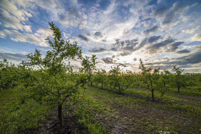 Apple orchard in sunset stock photo. Image of orchard - 54467052