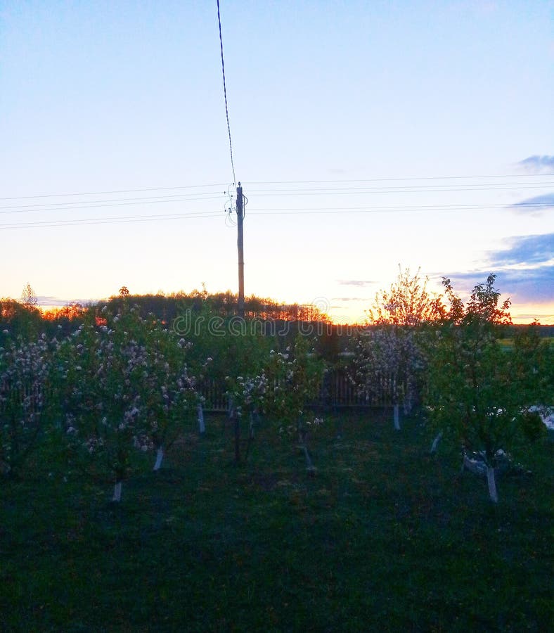 Apple orchard and sunset stock image. Image of orchard - 182730615