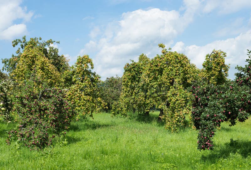 Apple Orchard Trees Green Wild Fruit Pear Stock Photo - Image of ...