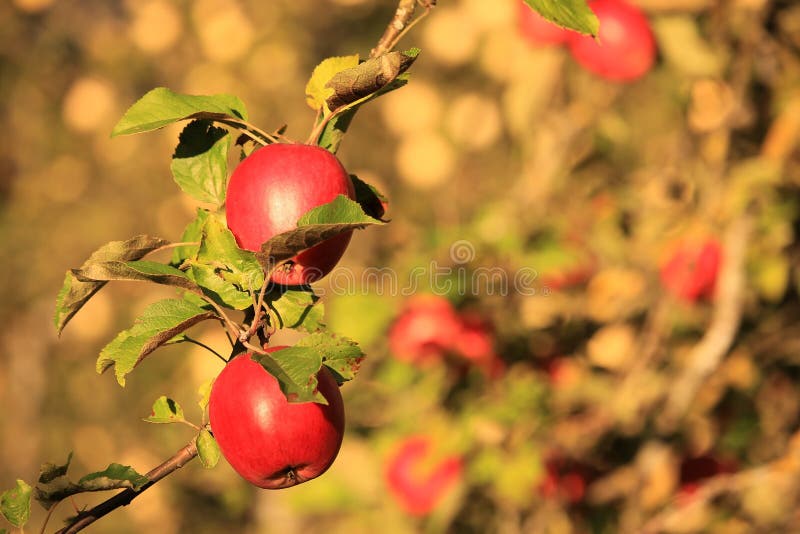 30,618 Apple Trees Orchard Stock Photos - Free & Royalty-Free Stock ...