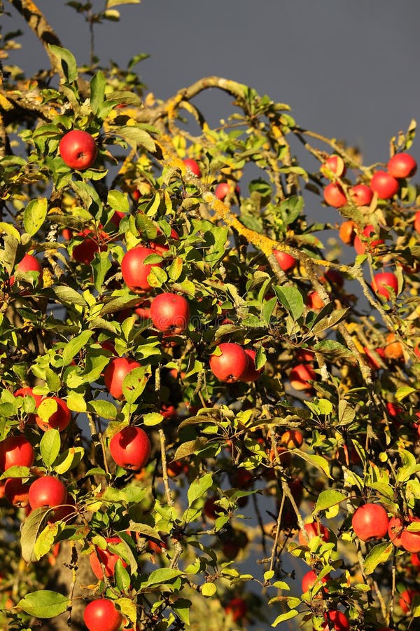 Apple orchard stock image. Image of night, orchard, nature - 77736039