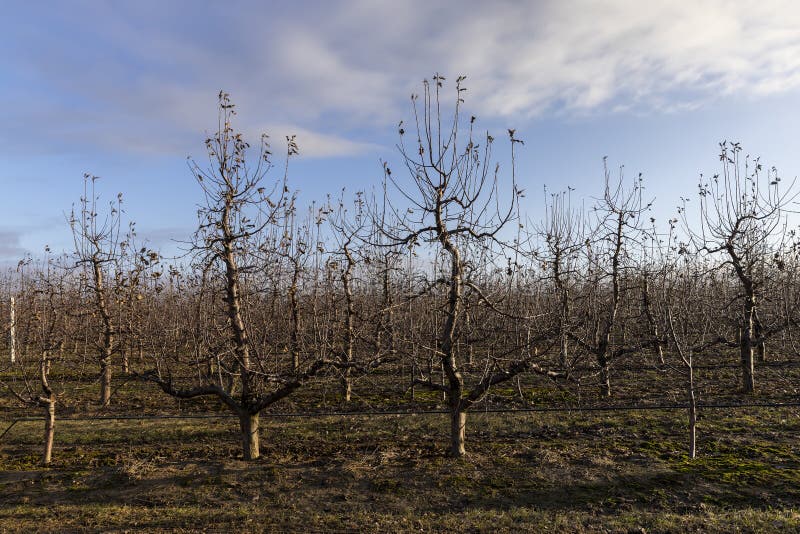 Apple Orchard with Trees during Thaw and Ice Melting Stock Image ...