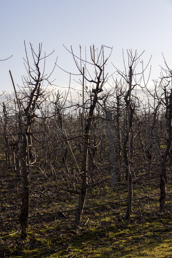 Apple Orchard with Trees during Thaw and Ice Melting Stock Image ...