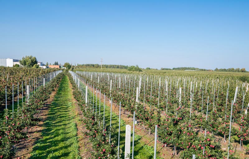 Apple Orchard. View from Above Stock Photo - Image of landscape, field ...