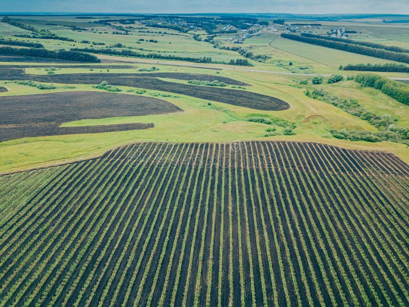 Apple Orchard, View from the Top. Growing Apples in Russia Stock Photo ...
