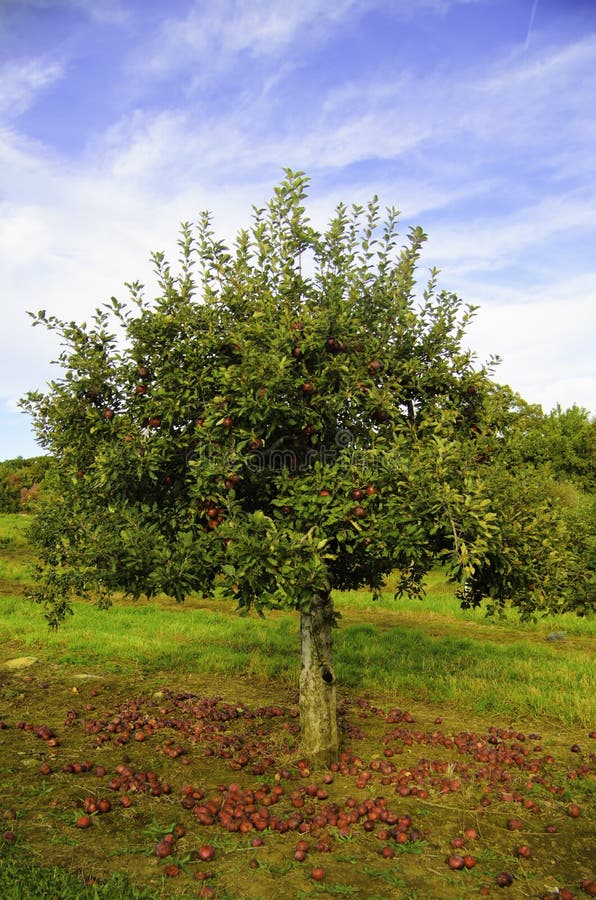 Apple orchard stock image. Image of orchard, grass, apple - 46788841