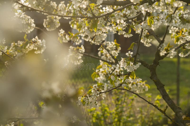 Apple orchard stock image. Image of rural, summer, spring - 53683437