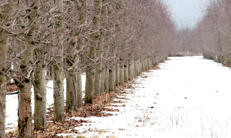Apple orchard in winter stock photo. Image of ground - 84865272