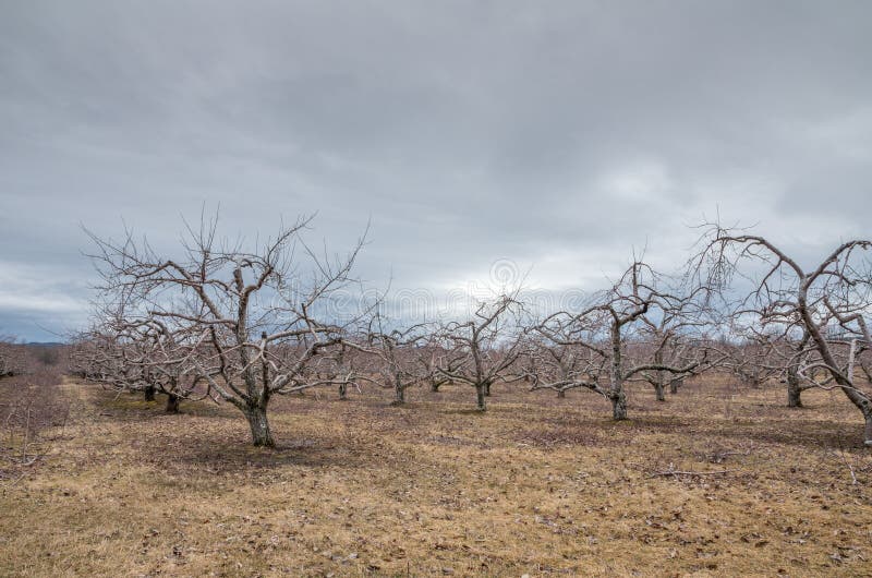 Apple Orchard in the Winter Stock Photo - Image of farm, harvest: 67238178