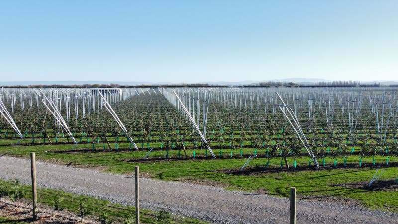 Apple orchard stock photo. Image of malus, steel, culture - 220363722