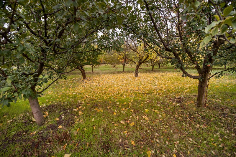 Apple Orchards in the Italian Dolomites Stock Photo - Image of ...