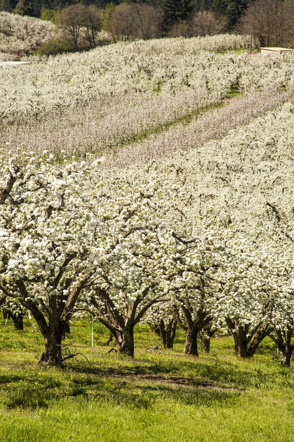 Spring day stock image. Image of mesa, junction, puffy - 2164321