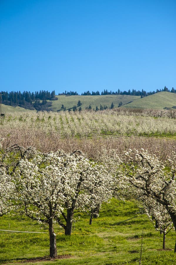 Apple orchards in spring stock photo. Image of foods - 71542234