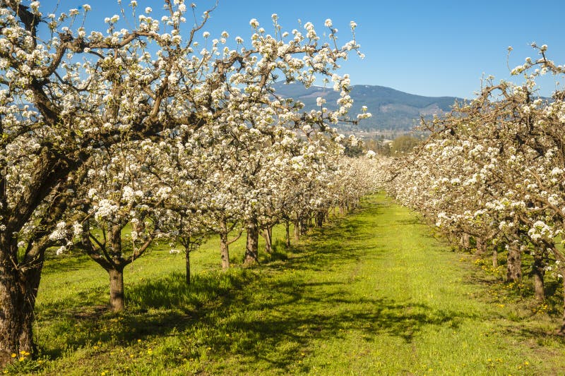 Apple orchards in spring stock photo. Image of flowers - 71543218
