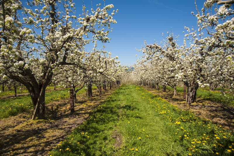 Apple orchards in spring stock photo. Image of crop, hills - 71543256