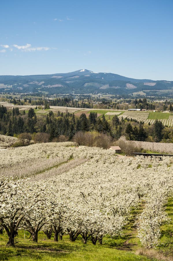 Apple orchards in spring stock photo. Image of hills - 71543478