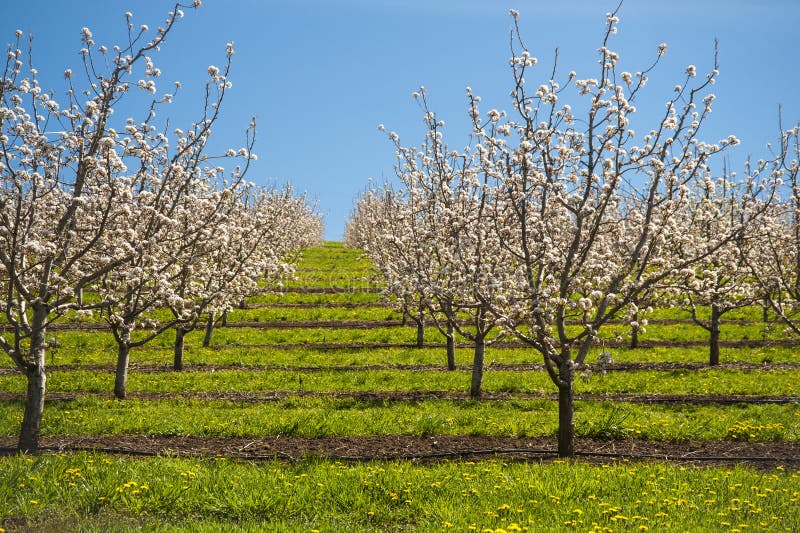 Apple orchards in spring stock image. Image of hills - 71545089