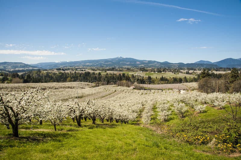 Apple orchards in spring stock image. Image of grove - 71545115