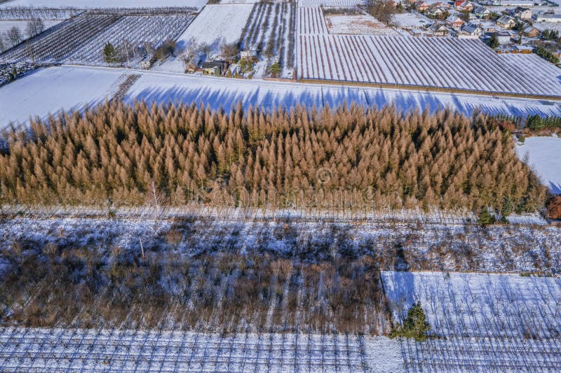 Apple Orchards during Winter in Poland Stock Photo - Image of farming ...