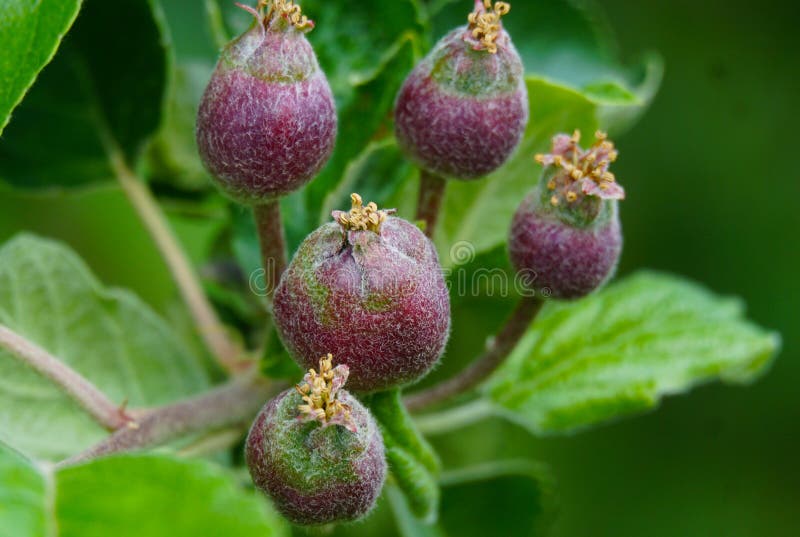 Apple Ovary, Young Apple Growing on the Tree in an Apple Orchard Stock ...