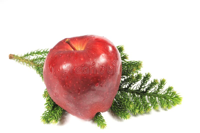 Apple Over Pine Tree Branch Stock Photo - Image of fall, tree: 7383556