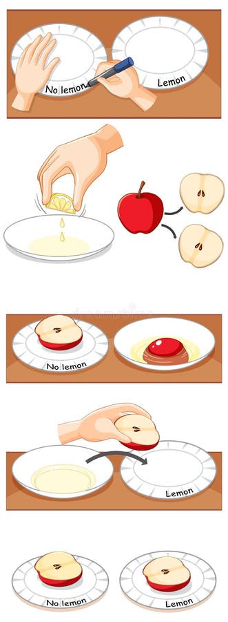 Apple Oxidation Science Experiment Stock Vector - Illustration of ...
