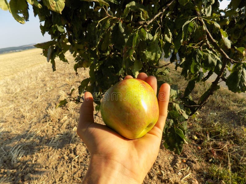 Apple on palm stock image. Image of leaf, sugar, nature - 66162371