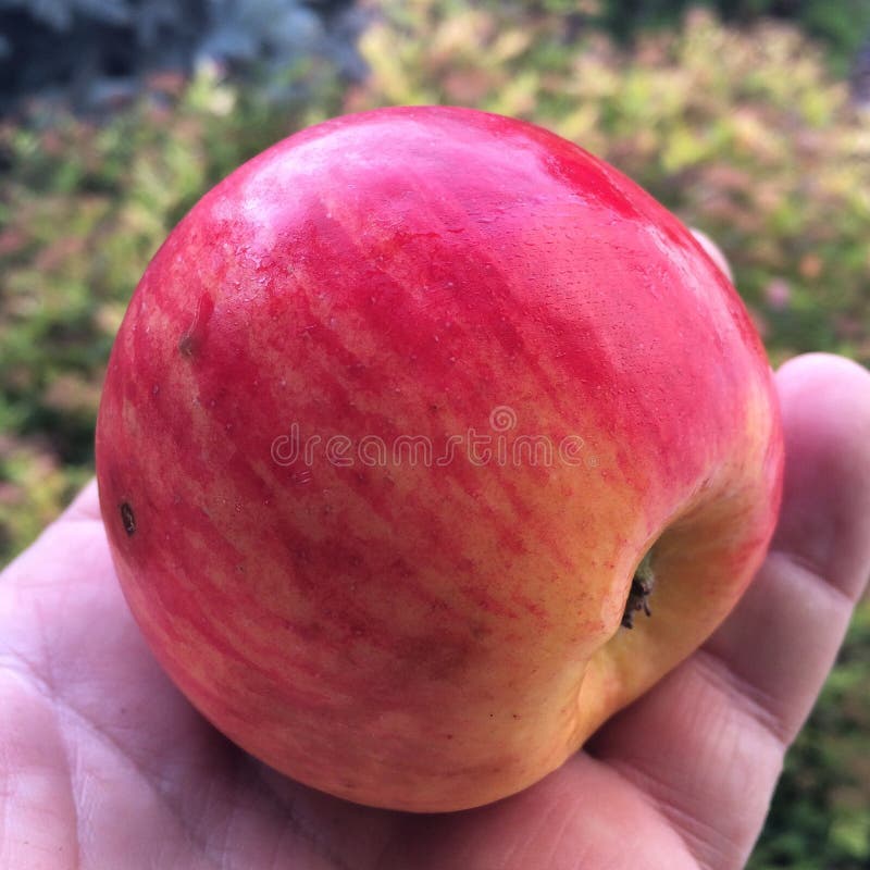 Apple on the palm stock image. Image of palm, ripe, beautiful - 45157485