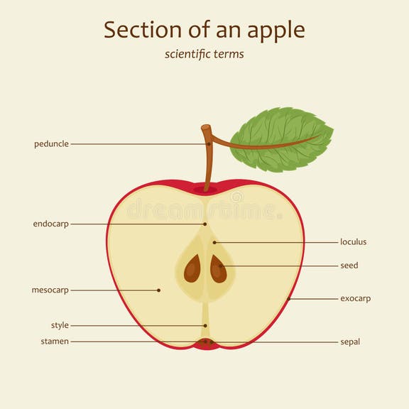 Apple parts names, vector stock vector. Illustration of learn - 77619771