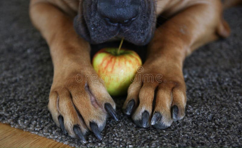 Apple in paws editorial stock photo. Image of apple, paws - 44987313