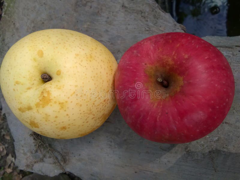 Apple and pear stock photo. Image of tree, apple, branch - 224093512